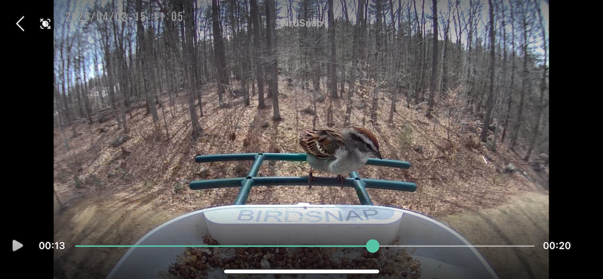 eBird Checklist - 2 Apr 2025 - Colcord Pond, Exeter N.H. - 1 species