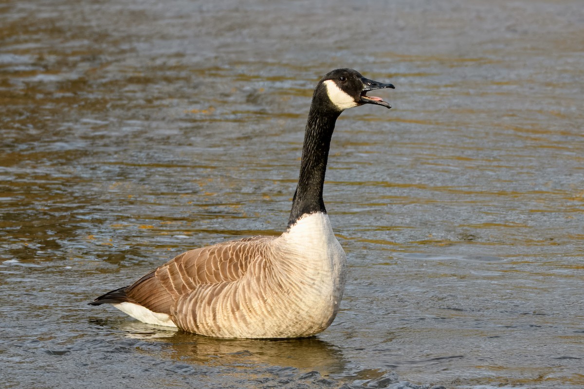 Pennsylvania Bird Atlas Checklist - 2 Apr 2025 - Schuylkill River Trail ...