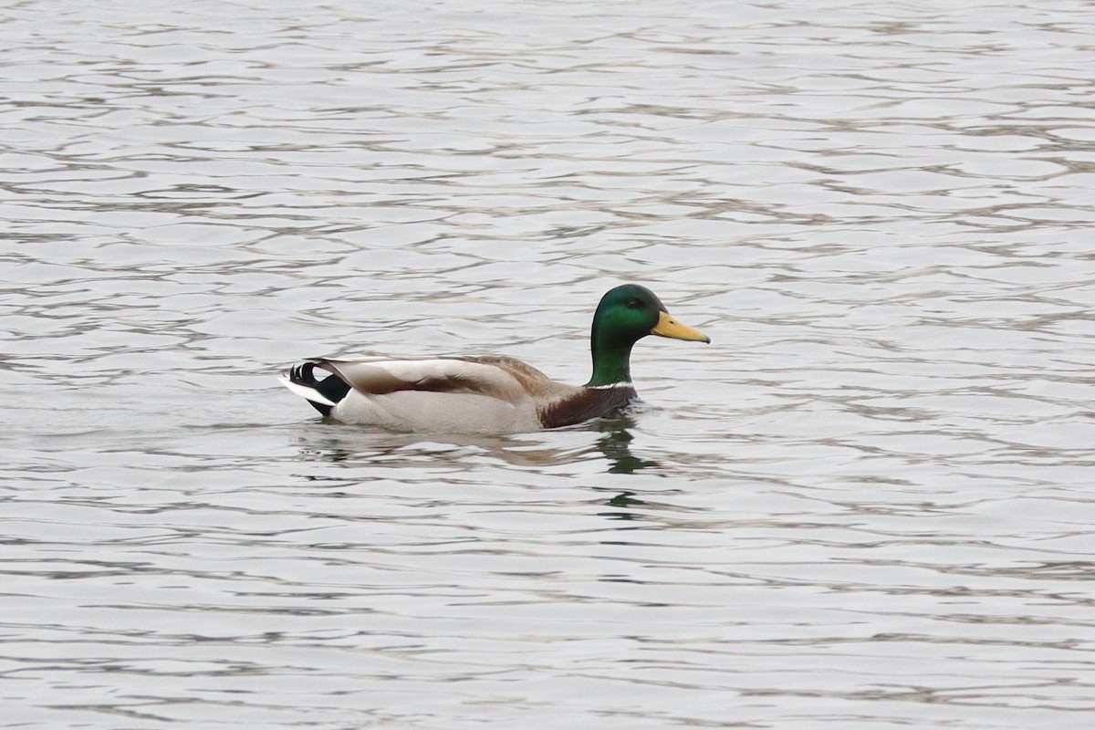 eBird Checklist - 1 Apr 2025 - West Kenosha Neighborhoods ...
