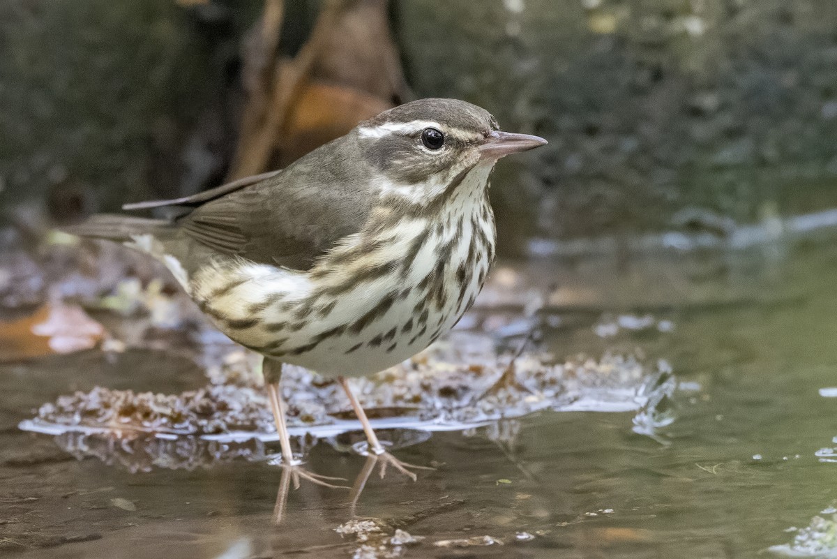eBird Checklist - 2 Apr 2025 - Prairie Creek Park (Collin Co. portion ...