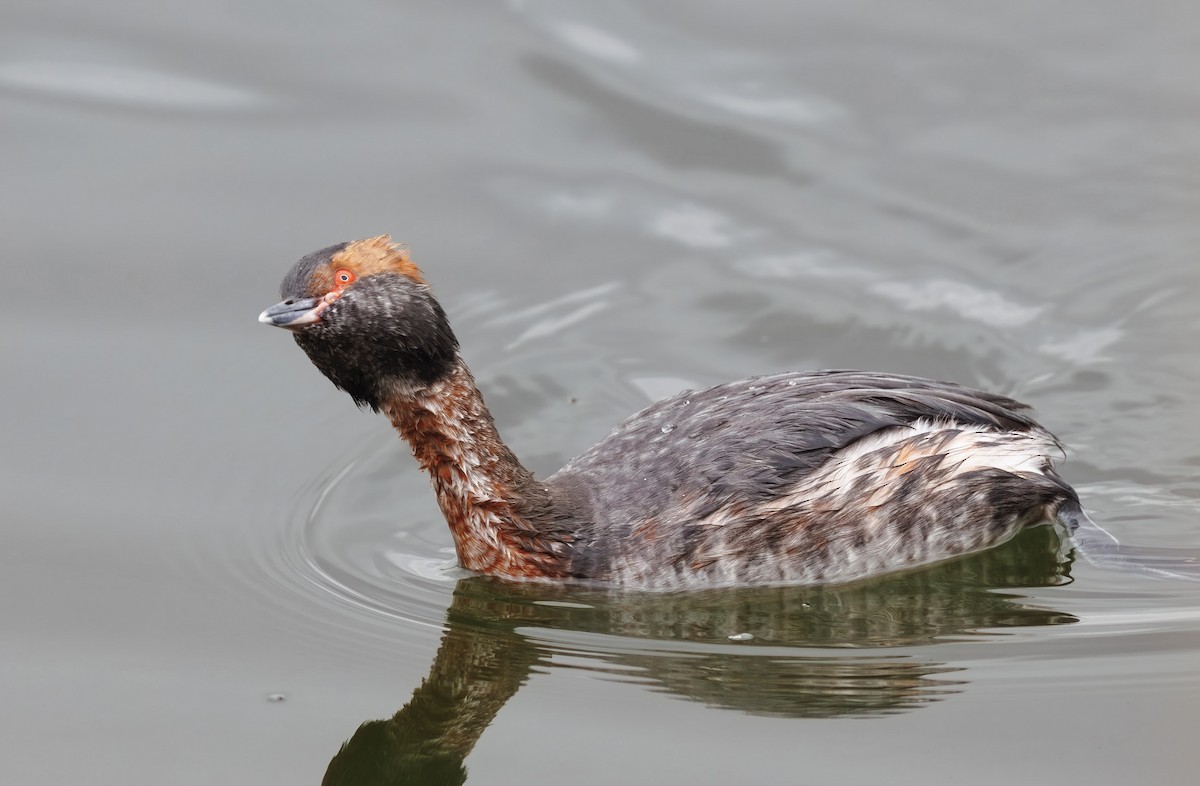 ML633089838 - Horned Grebe - Macaulay Library