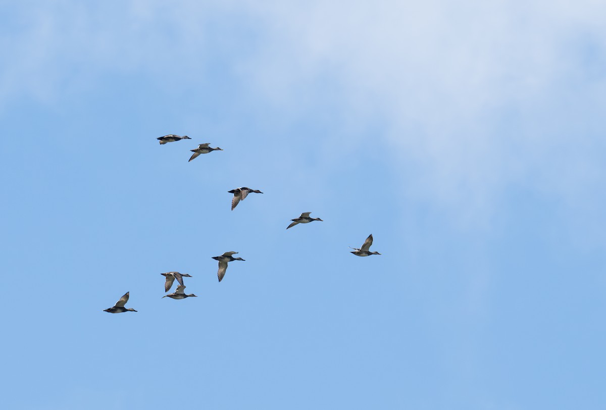 eBird Checklist - 2 Apr 2025 - Blinn Ranch Trail--Upper Santa Margarita ...