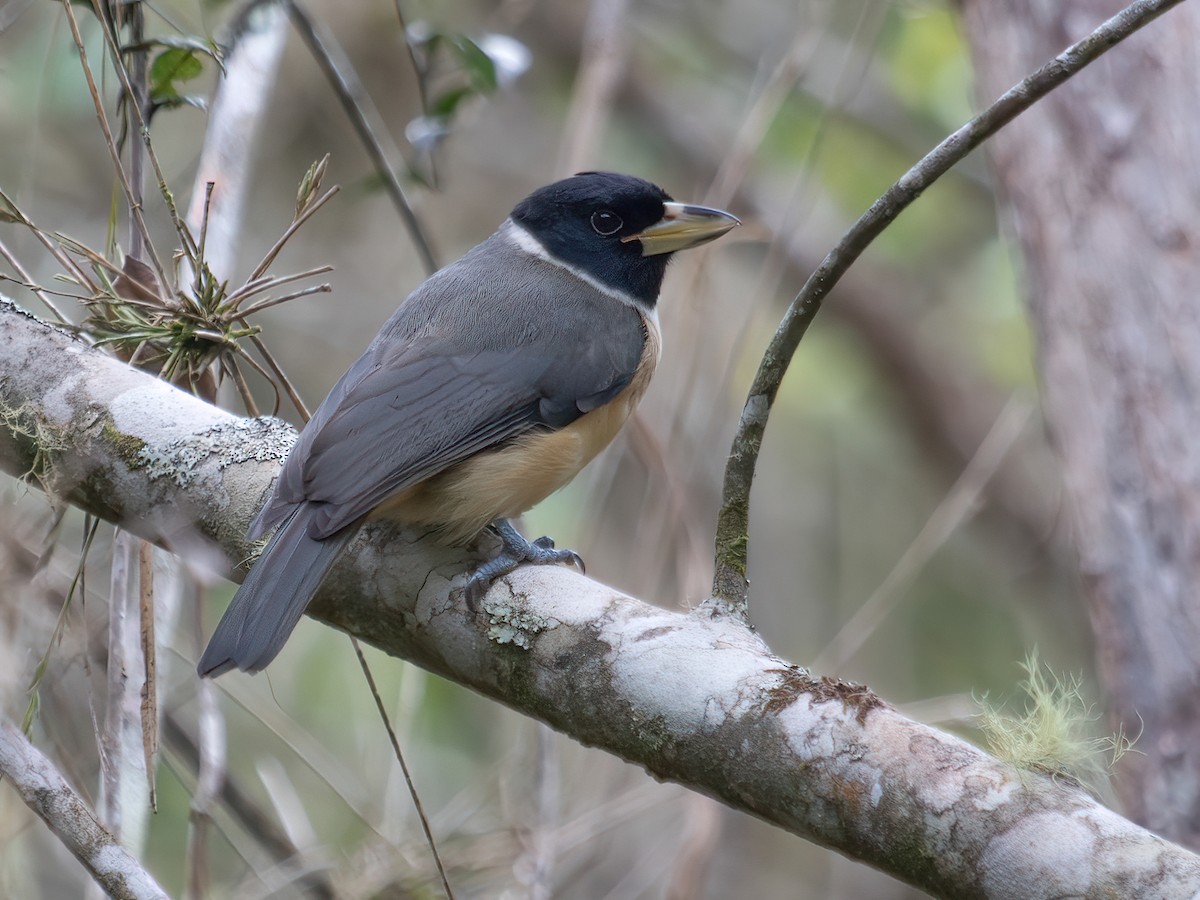 Pollen's Vanga - Xenopirostris polleni - Birds of the World
