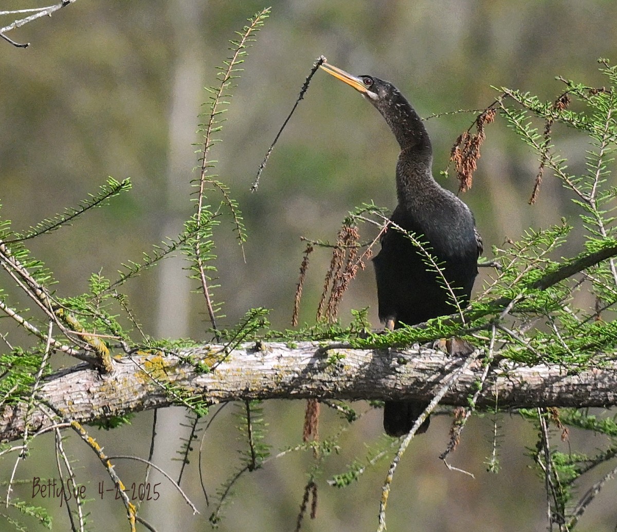eBird Checklist - 2 Apr 2025 - Stumpy Lake Natural Area, Virginia Beach ...