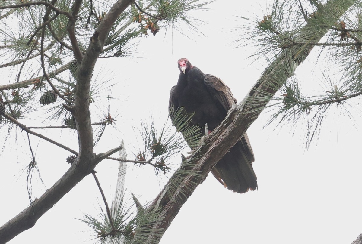 eBird Checklist - 2 Apr 2025 - W.G. Jones State Forest (UTC 036) - 22 ...