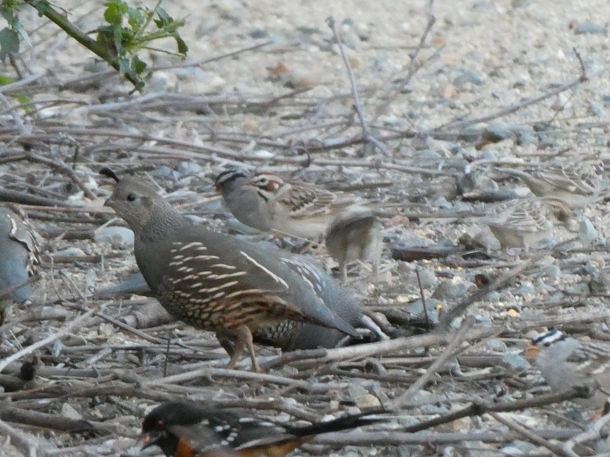 eBird Checklist - 2 Apr 2025 - American River Parkway behind condo ...
