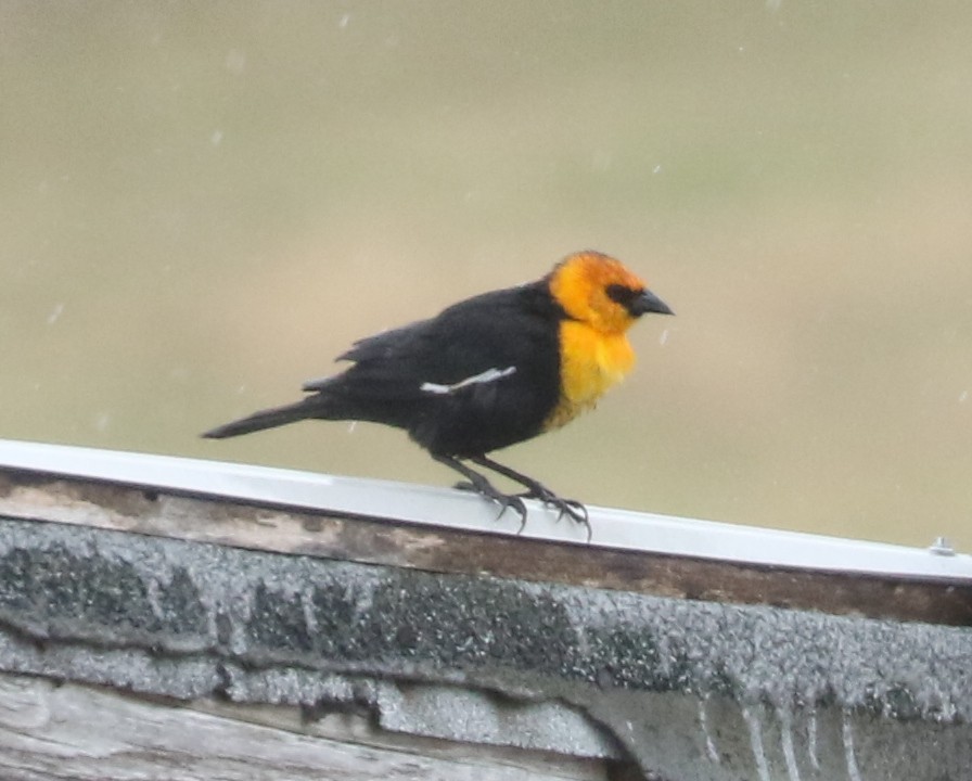 Pennsylvania Bird Atlas Checklist - 2 Apr 2025 - 1344–1938 Brion Rd ...