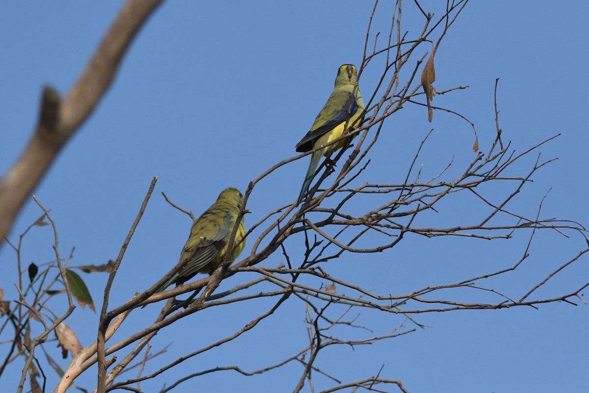 eBird Checklist - 3 Apr 2025 - Yarra Valley Trail--Coldstream to Yering ...