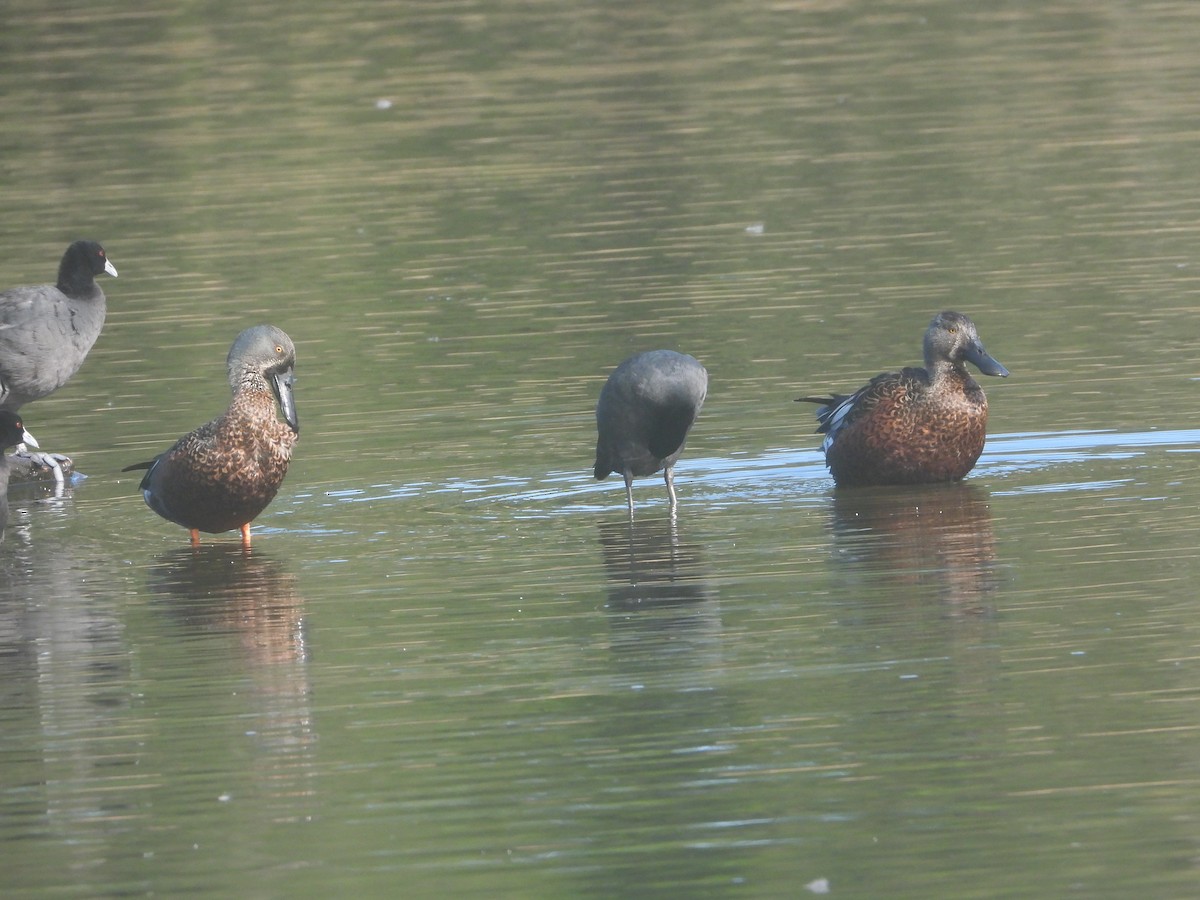eBird Checklist - 3 Apr 2025 - Hunter Wetlands Centre (Newcastle) - 29 ...
