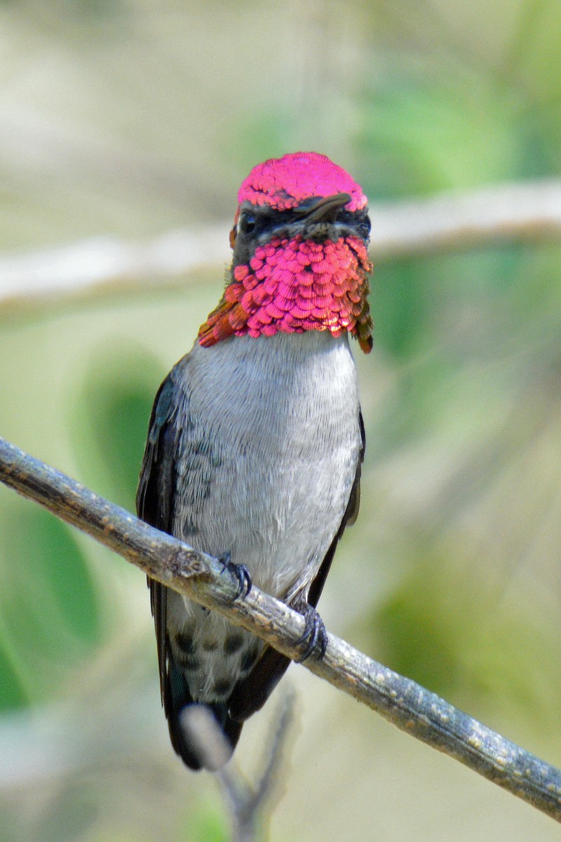 eBird Checklist - 30 Mar 2025 - Casa Ana Birding - 17 species