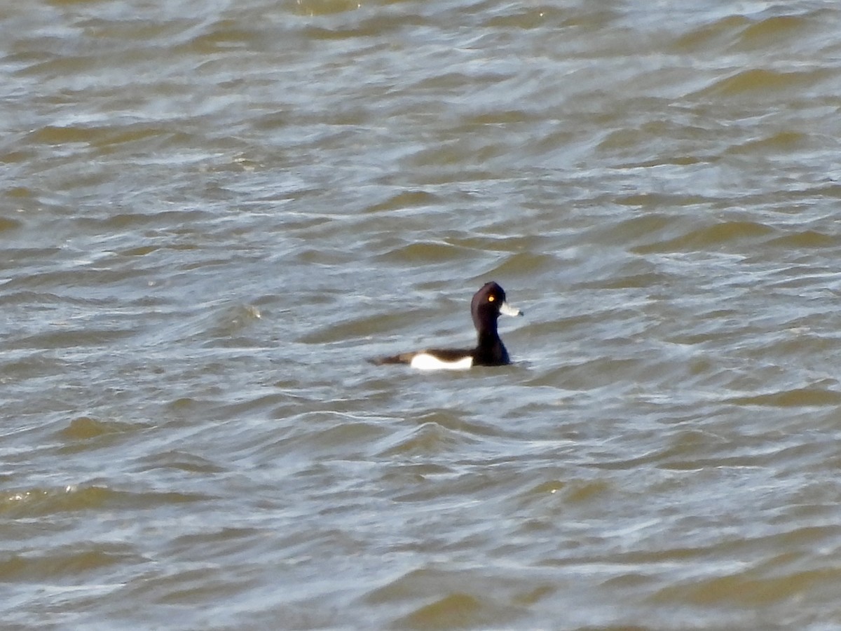 eBird Checklist - 2 Apr 2025 - Petaluma Marsh WA--Rush Creek Unit ...