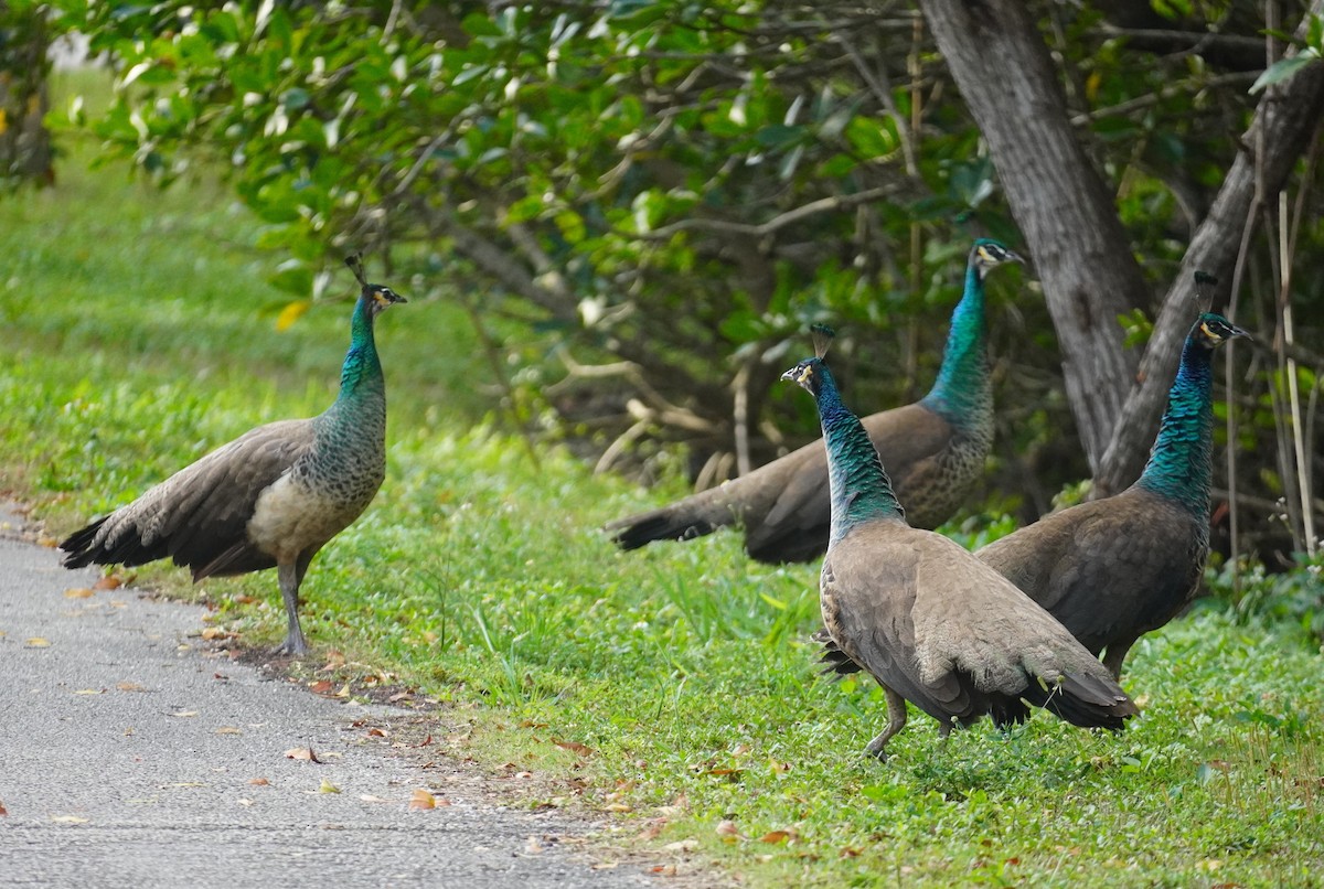 eBird Checklist - 2 Apr 2025 - Black Point Park and Marina - 28 species