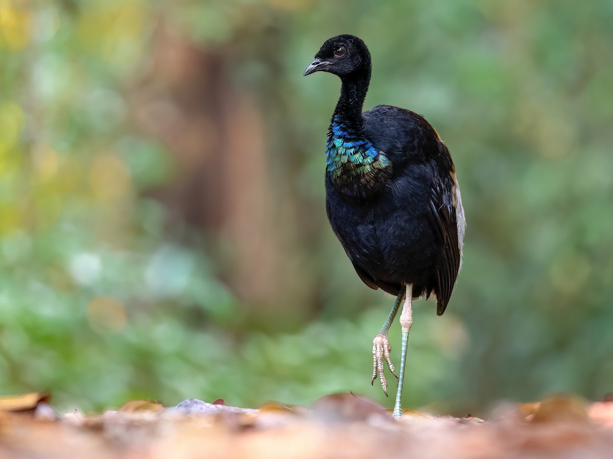 Gray-winged Trumpeter - Psophia crepitans - Birds of the World