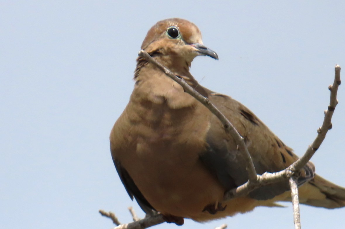 eBird Checklist - 3 Apr 2025 - The Celery Fields - 12 species