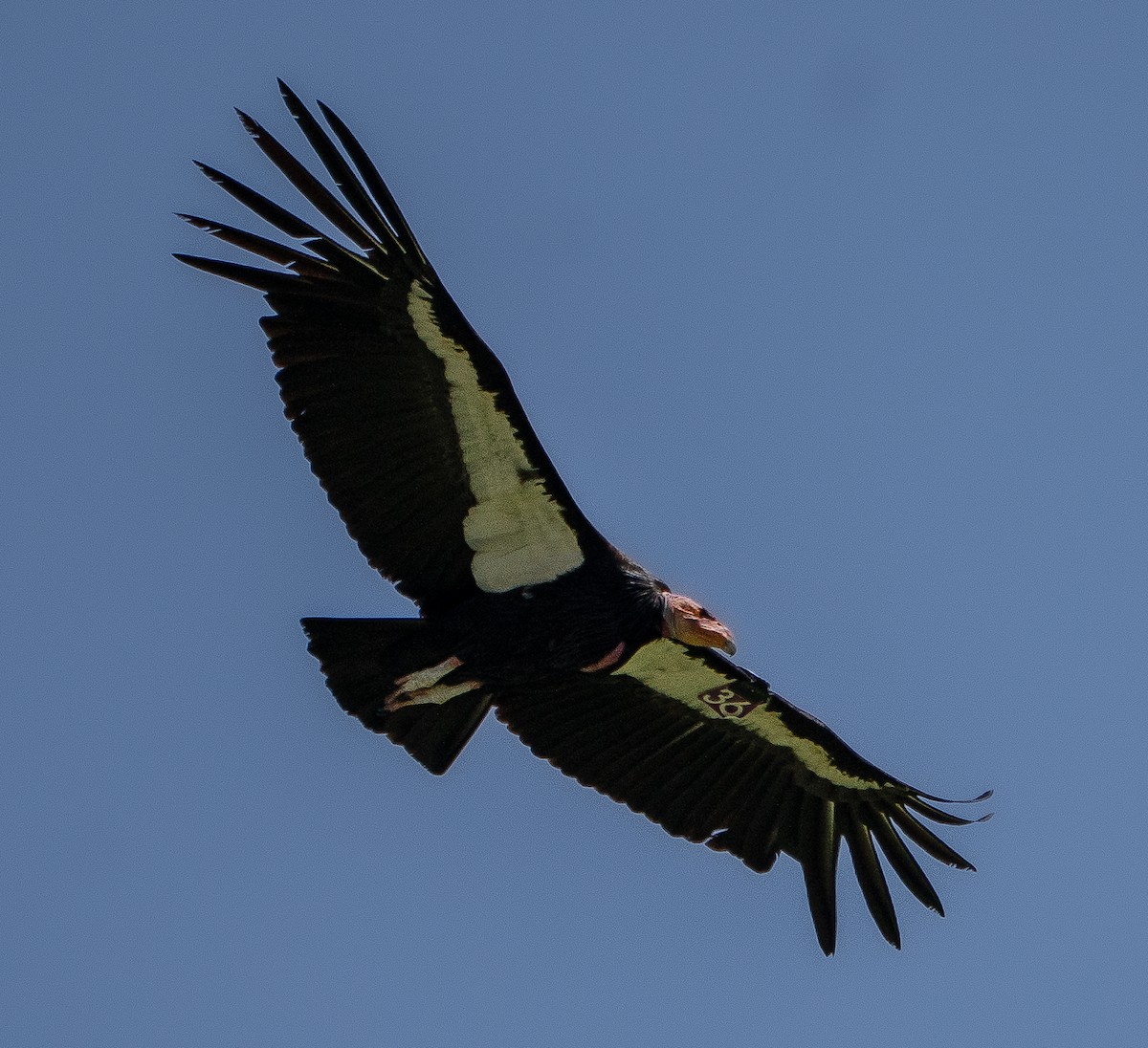 eBird Checklist - 3 Apr 2025 - Cañada Larga Rd. - 27 species