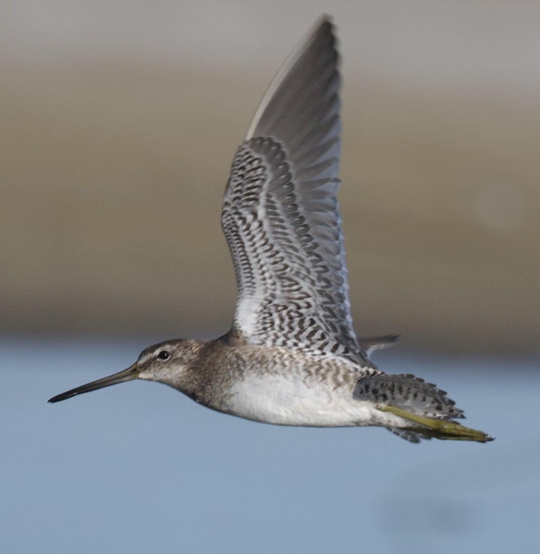 eBird Checklist - 3 Apr 2025 - Piute Ponds (permit required) - 53 ...