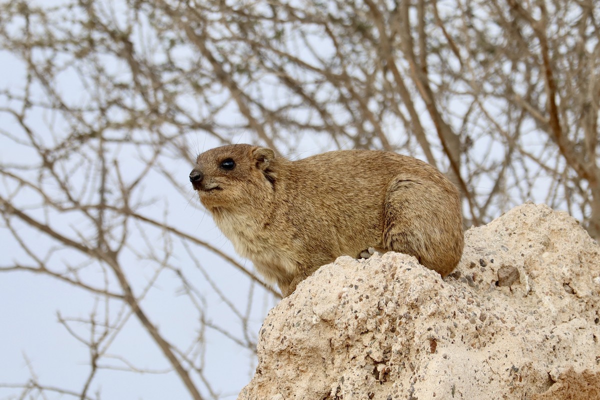 ML633137923 - Rock Hyrax - Macaulay Library