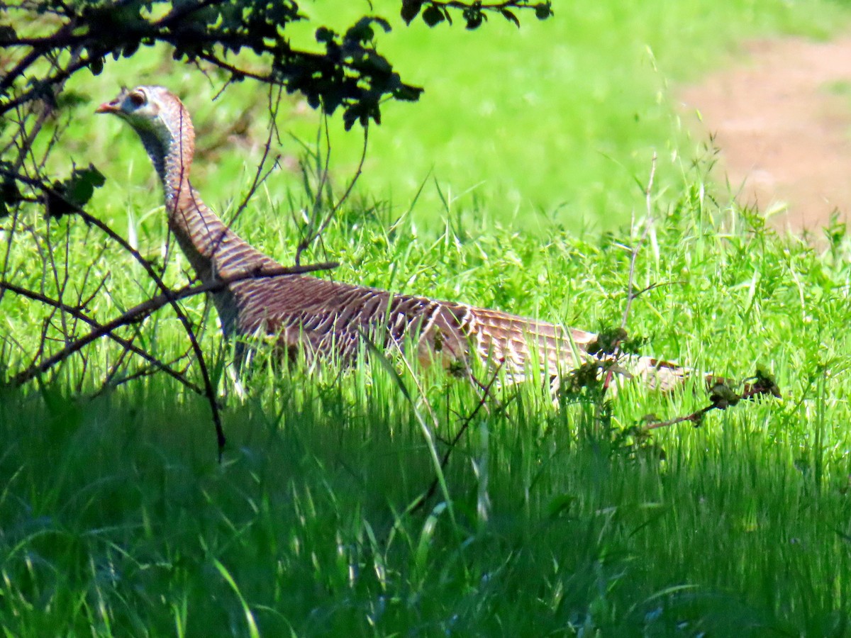 eBird Checklist - 3 Apr 2025 - Traylor Ranch - 34 species