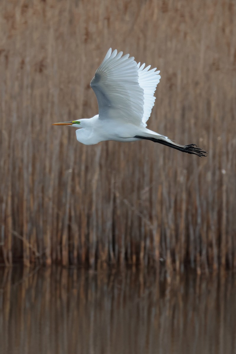 eBird Checklist - 3 Apr 2025 - Parker River NWR--Hellcat Dike - 10 species