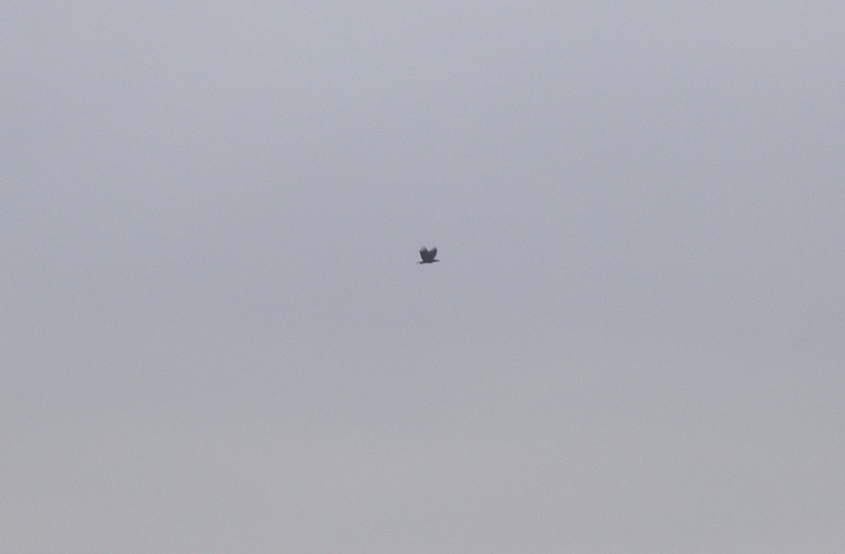 eBird Checklist - 3 Apr 2025 - Presidio--Battery Godfrey - 59 species