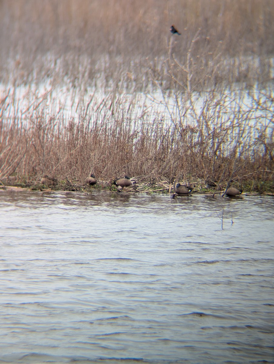 eBird Checklist - 3 Apr 2025 - Springbrook Prairie Forest Preserve - 24 ...