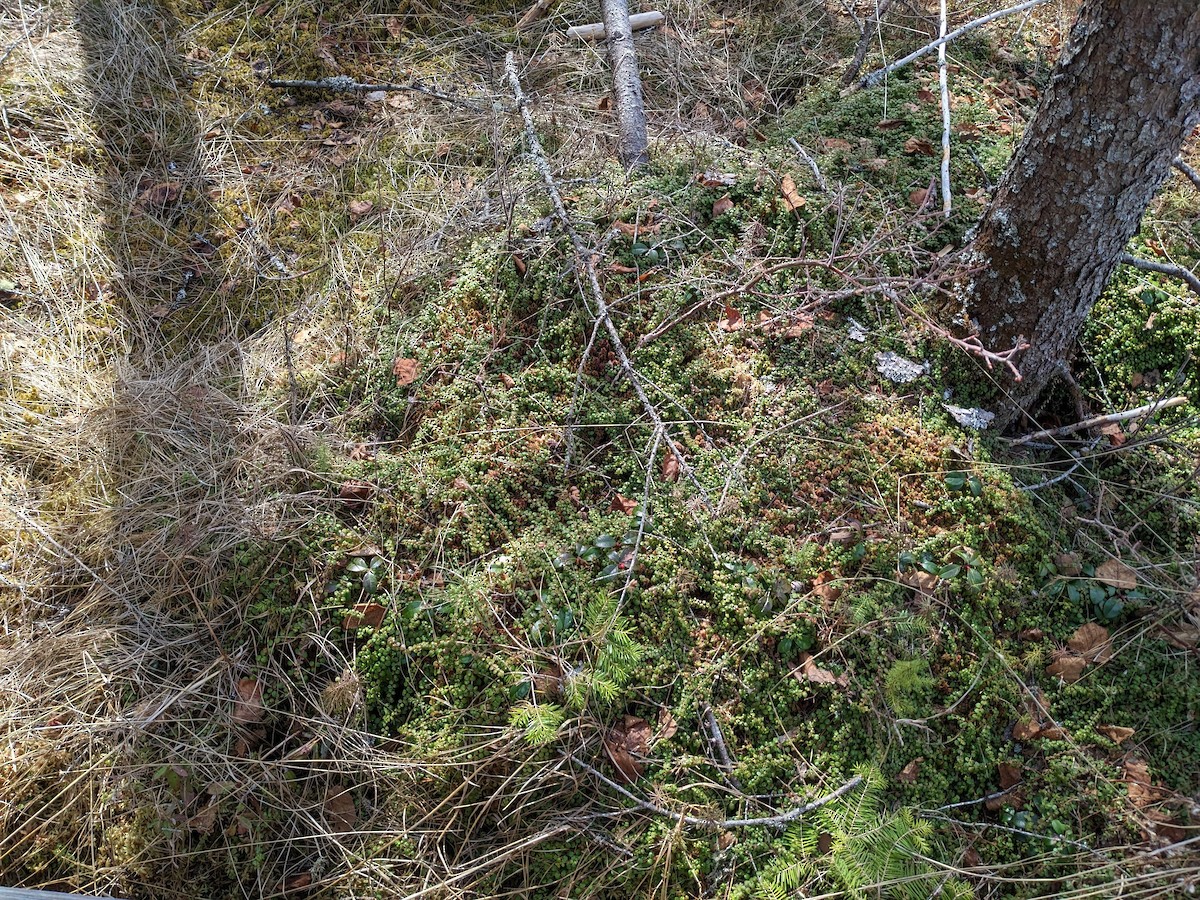 Moose Bog, Wenlock WMA - Essex, Vermont, US - Birding Hotspots