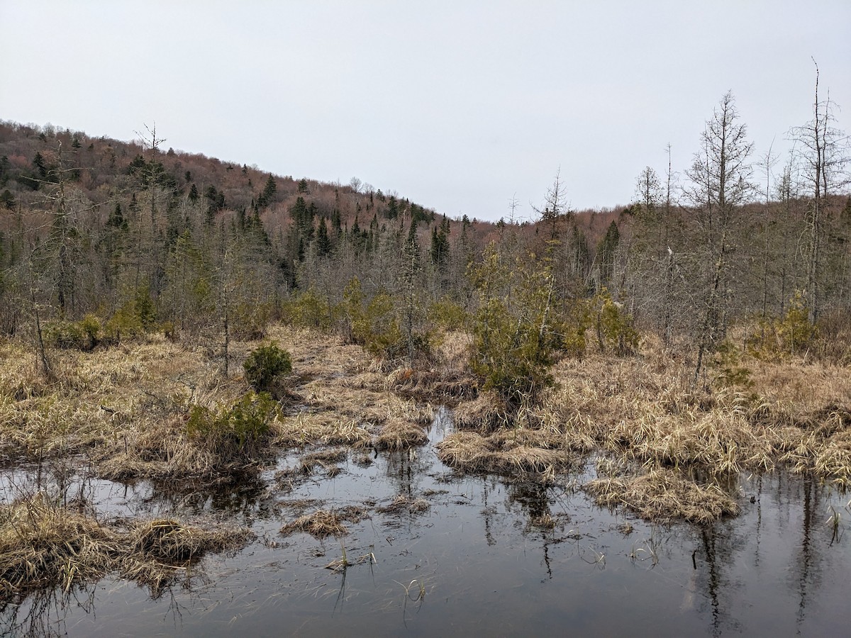 Victory Basin WMA IBA--Bog Trail - Essex, Vermont, US - Birding Hotspots