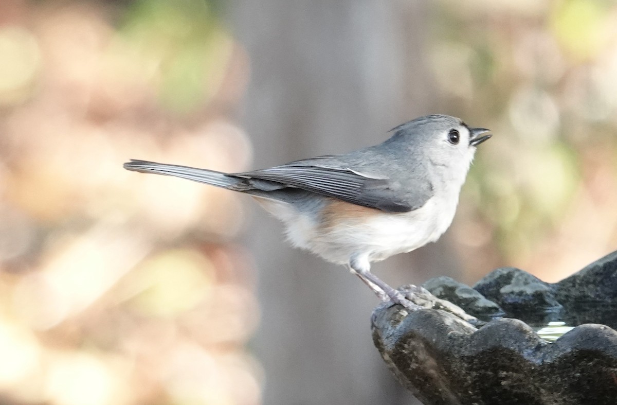 eBird Checklist - 4 Apr 2025 - My Backyard - 11 species