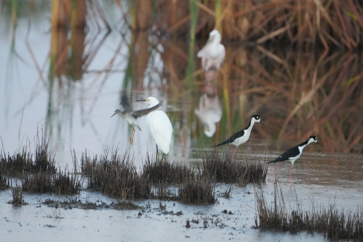 eBird Checklist - 4 Apr 2025 - Lake Woodruff NWR - 48 species