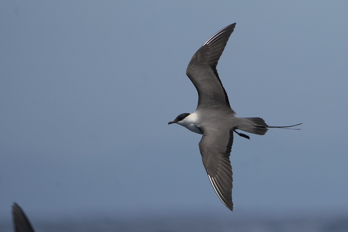 eBird Checklist - 3 Apr 2025 - 宜蘭--南方澳-東澳-南澳海域(Yilan--Nanfang'ao, Dong ...