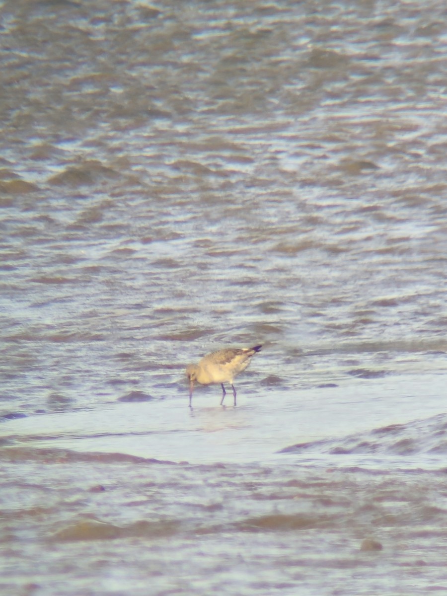 eBird Checklist - 4 Apr 2025 - Tokeland--marina - 39 species (+2 other ...