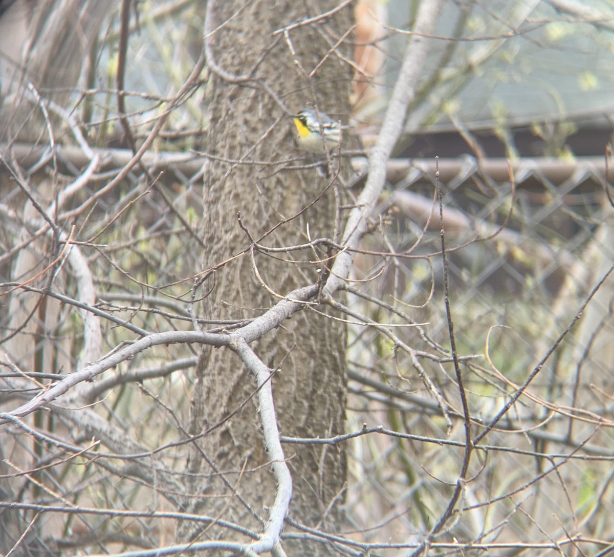 eBird Checklist - 4 Apr 2025 - Ronan Park, Chicago - 11 species