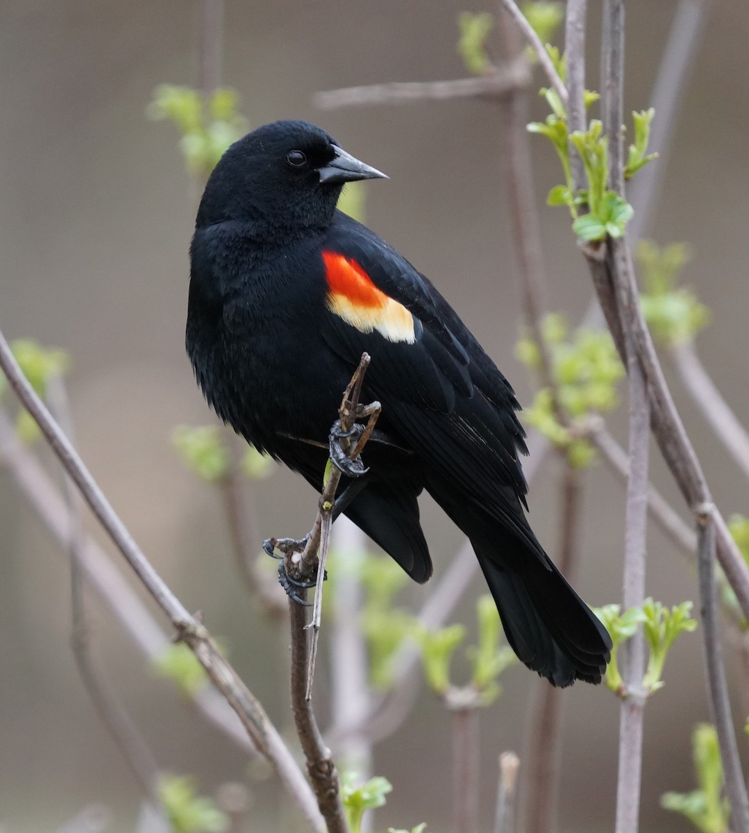 Pennsylvania Bird Atlas Checklist - 4 Apr 2025 - Murrysville Wetland ...