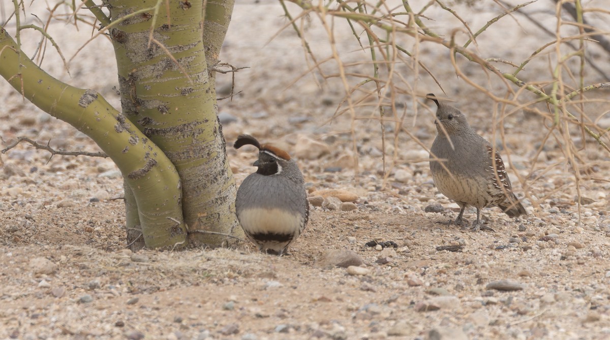 eBird Checklist - 4 Apr 2025 - SHARP (Southeast Houghton Area Recharge ...