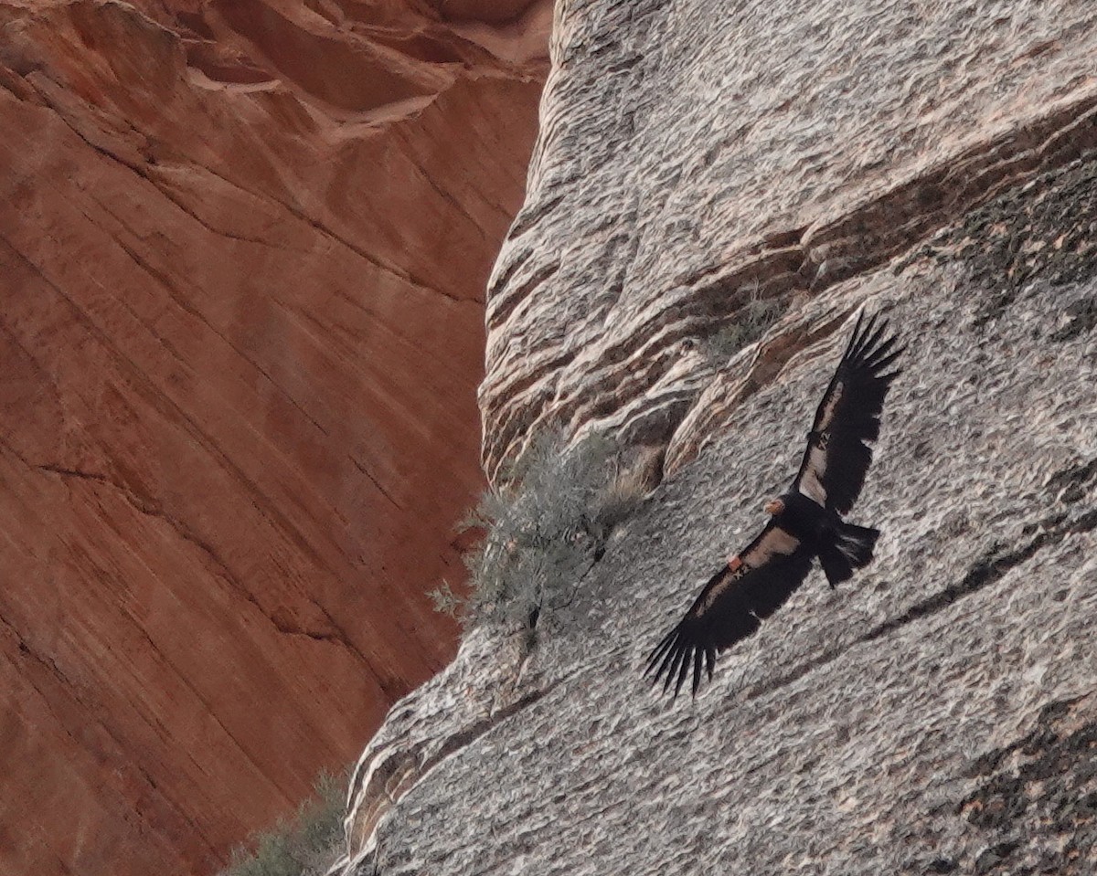 ML633186015 - California Condor - Macaulay Library