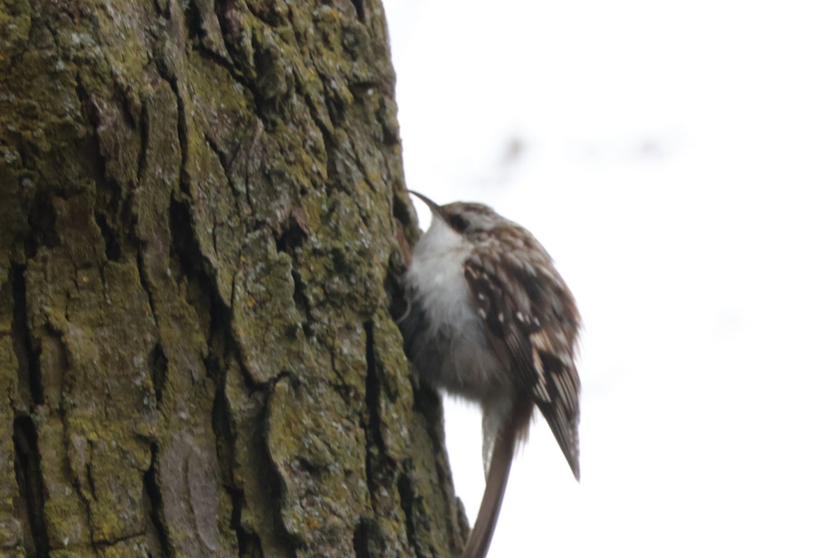 eBird Checklist - 4 Apr 2025 - Home (north side, Chicago) - 4 species