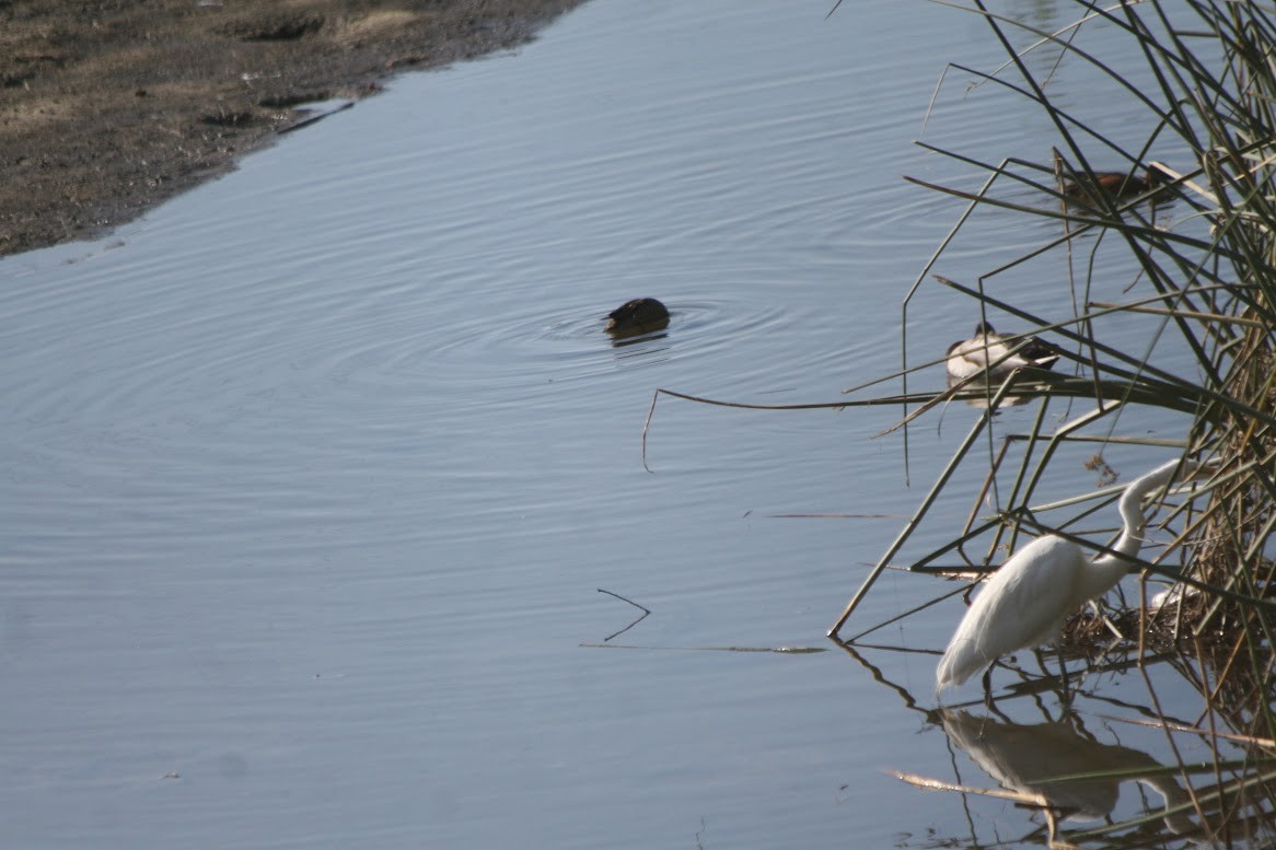 eBird Checklist - 22 Mar 2025 - San Gabriel Coastal Basin Spreading ...