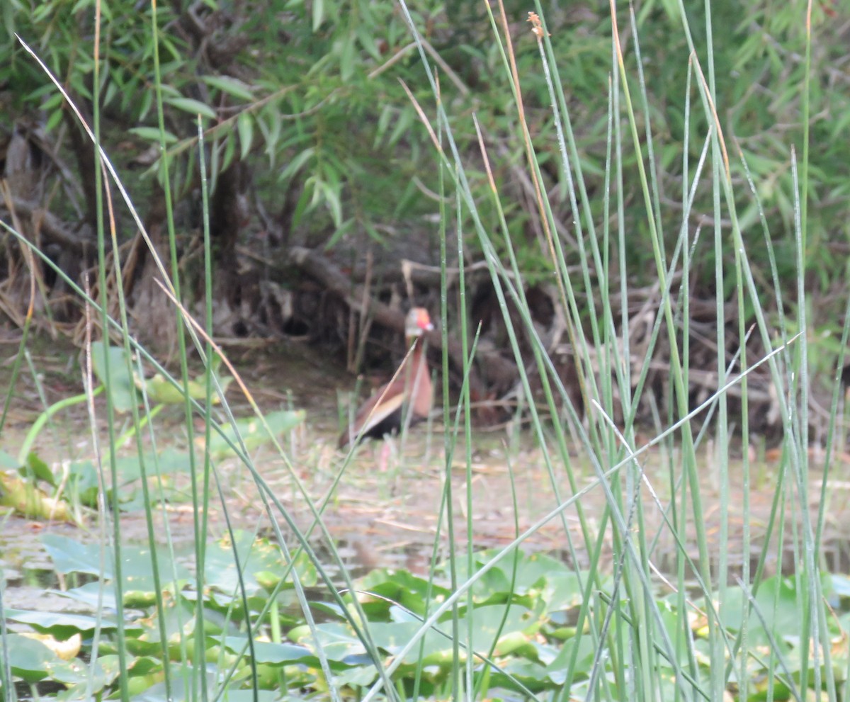 eBird Checklist - 4 Apr 2025 - Winding Waters Natural area - 24 species