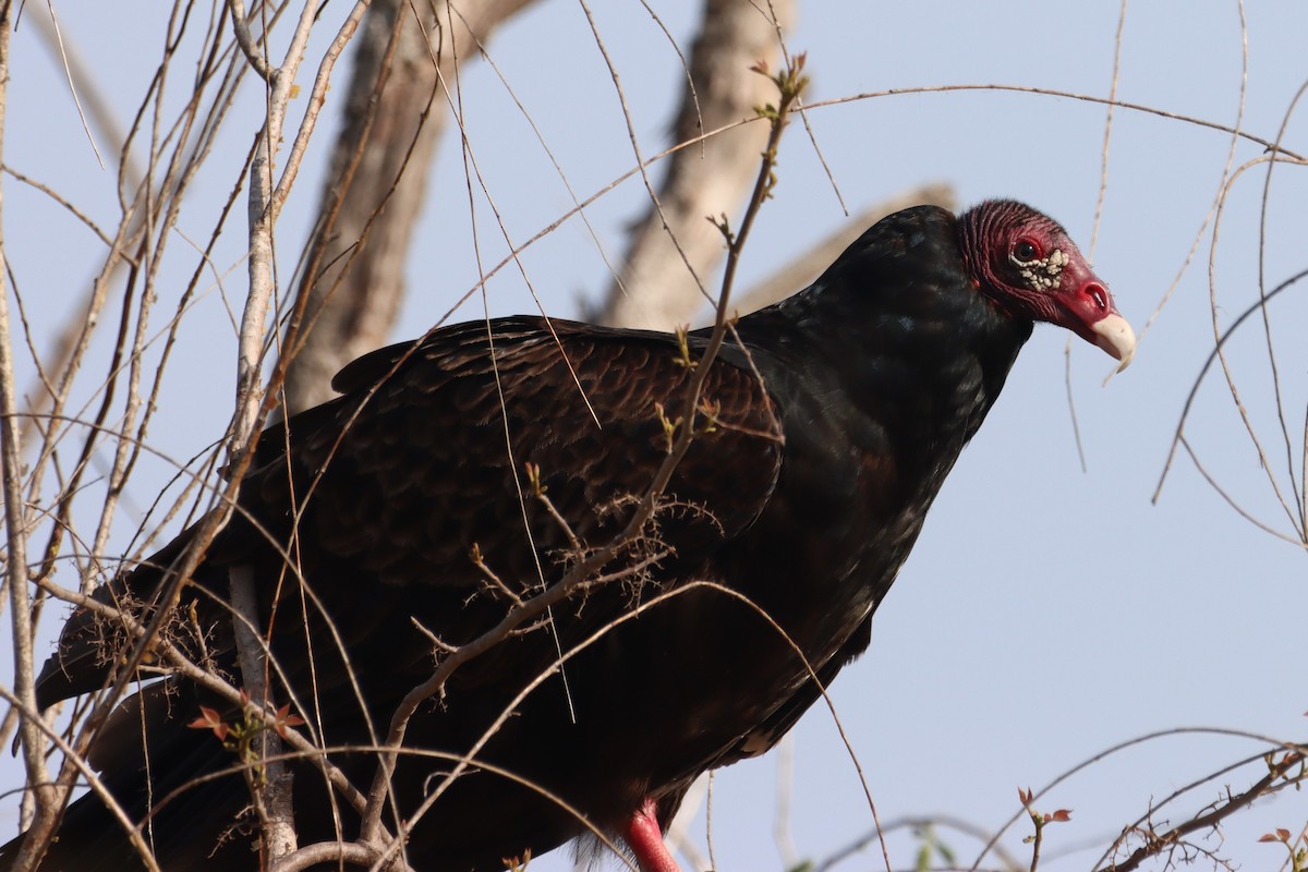 eBird Checklist - 3 Apr 2025 - Stumpy Lake Natural Area - 34 species