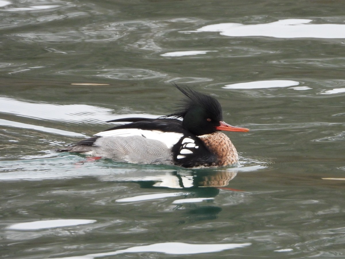 eBird Checklist - 15 Feb 2025 - BHI--Peddocks Island - 13 species