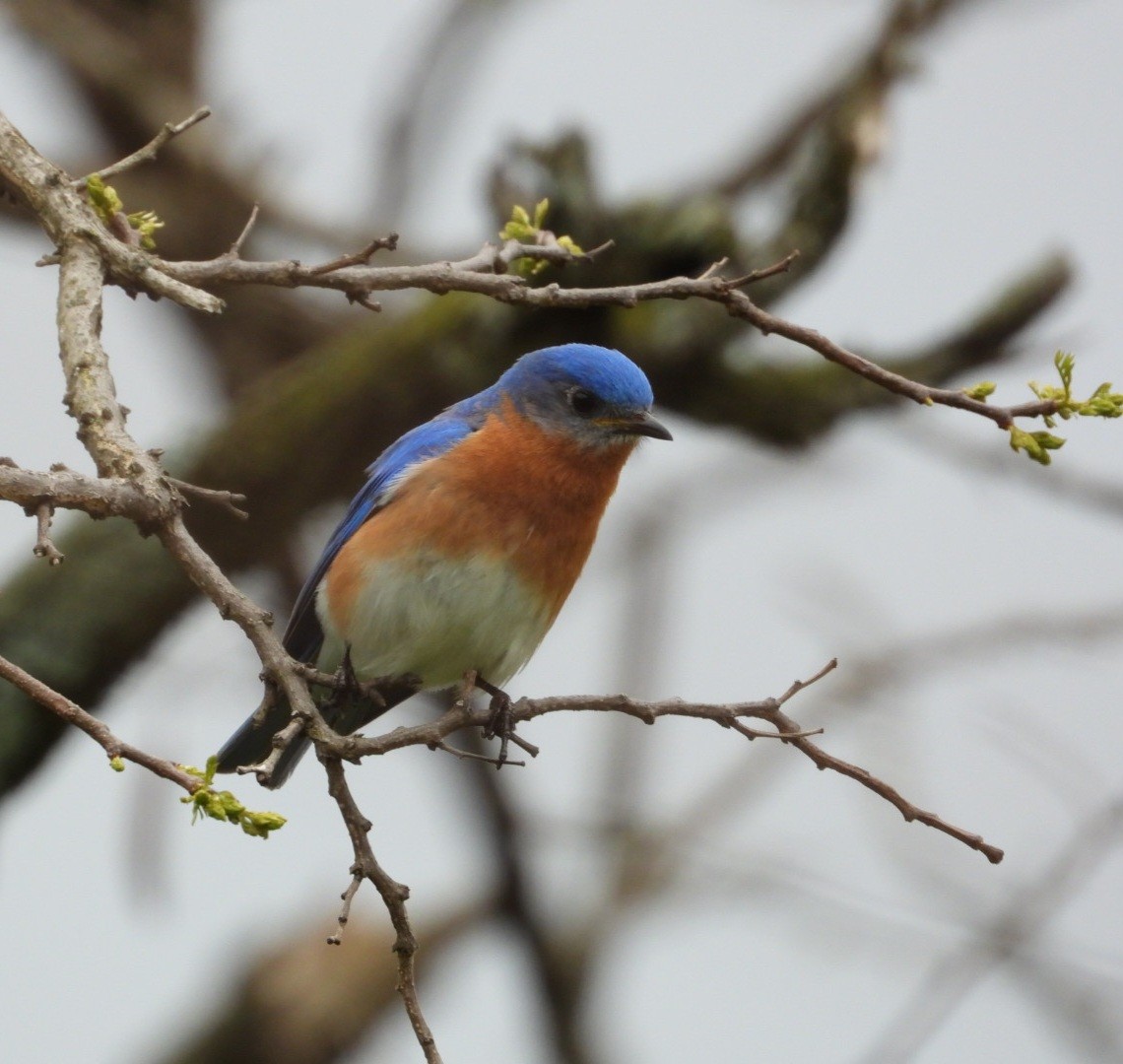 eBird Checklist - 4 Apr 2025 - Woodlot Near Library Pond Umbc - 12 species