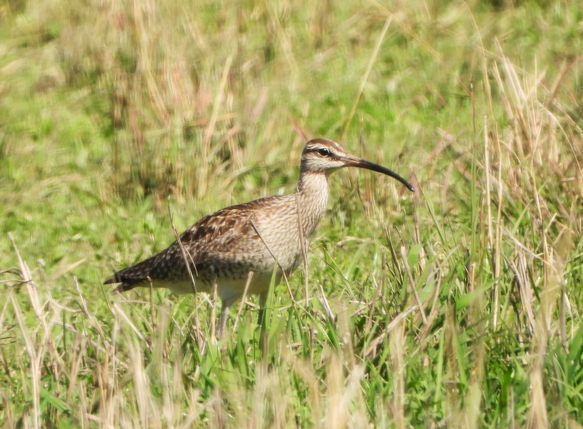eBird Checklist - 4 Apr 2025 - Traylor Ranch Bird Sanctuary and Nature ...
