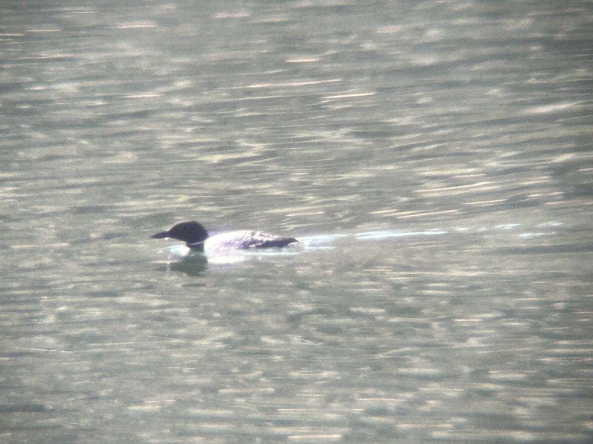 eBird Checklist - 4 Apr 2025 - Lucky Peak SP--Spring Shores Marina Unit ...