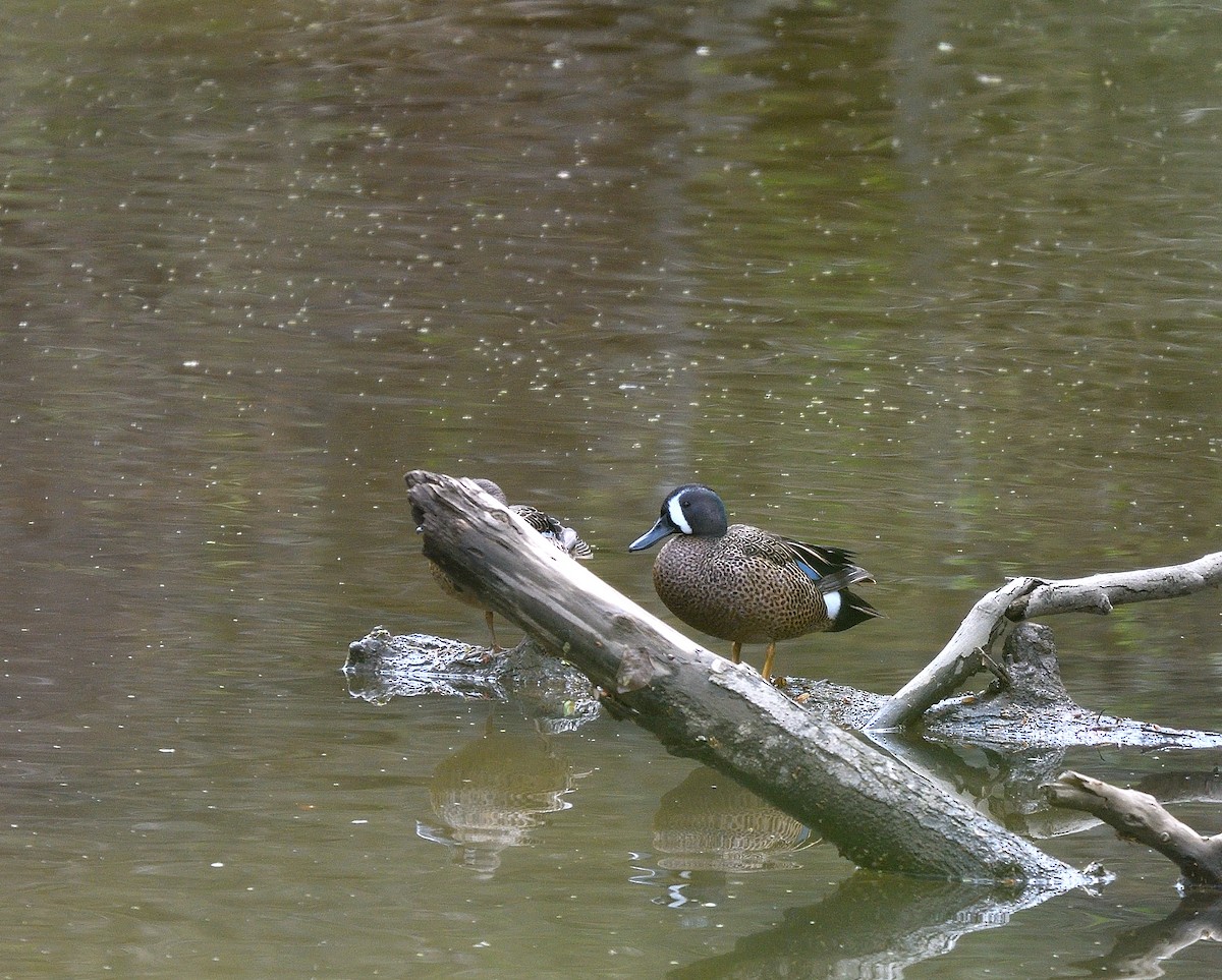 eBird Checklist - 4 Apr 2025 - Conowingo Park - 40 species