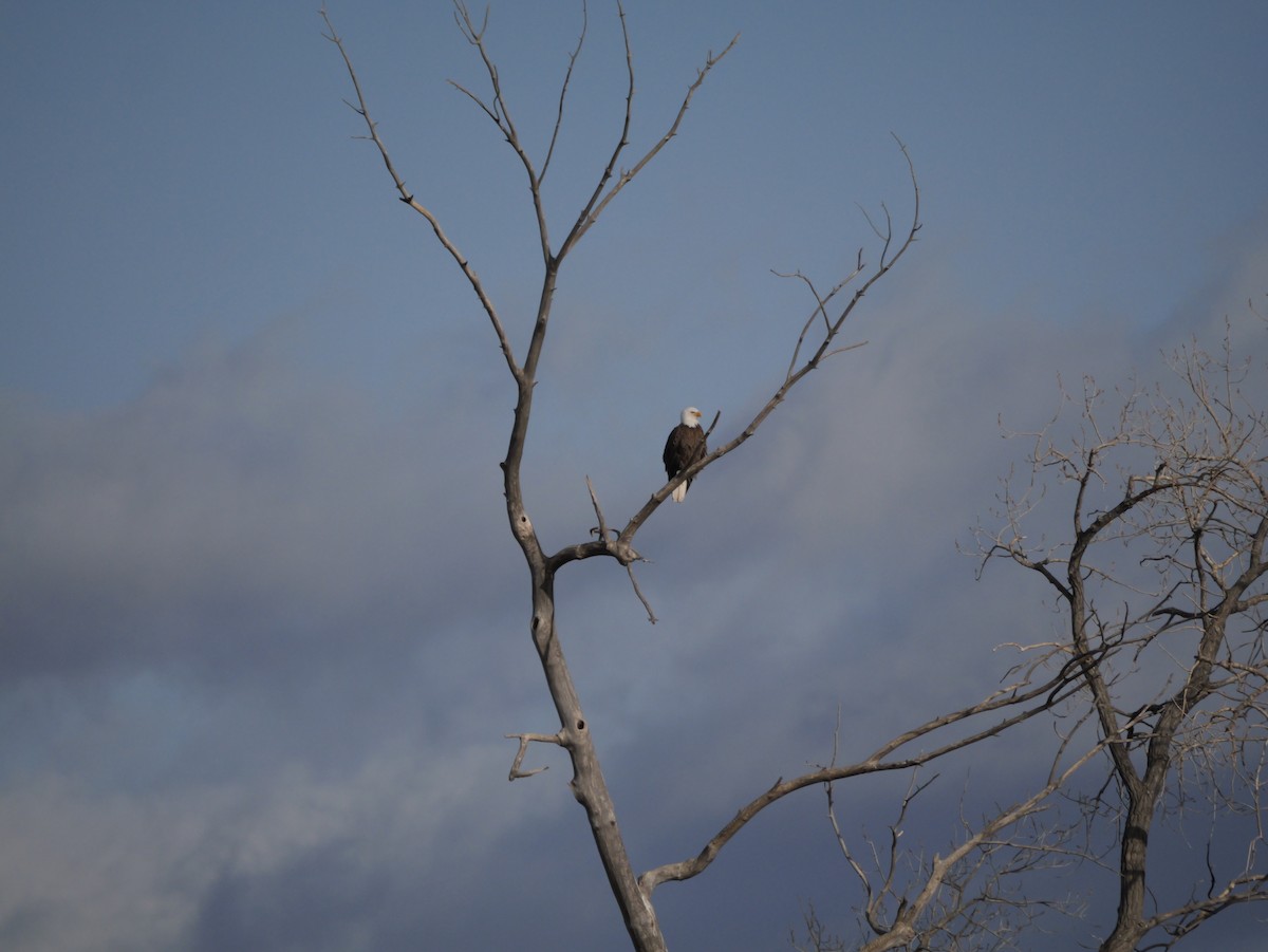 eBird Checklist - 2 Apr 2025 - Rio Fernando Wetlands (Fred Baca Park ...