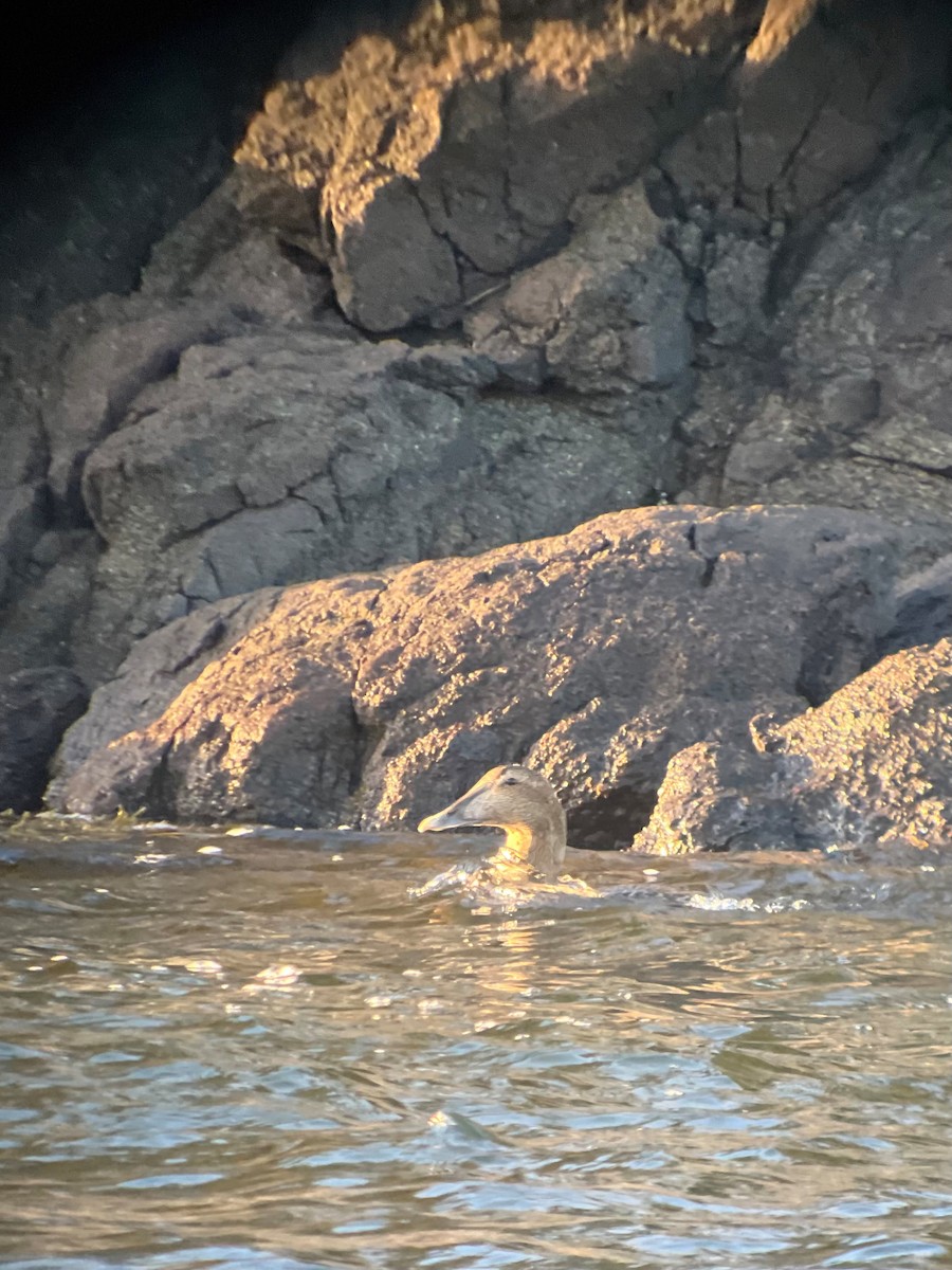 eBird Checklist - 4 Apr 2025 - Conomo Point - 35 species (+3 other taxa)