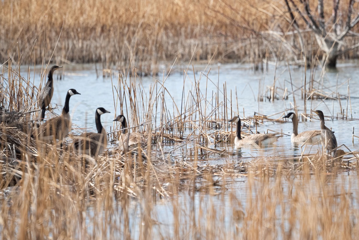 eBird Checklist - 4 Apr 2025 - Totten Reservoir - 50 species