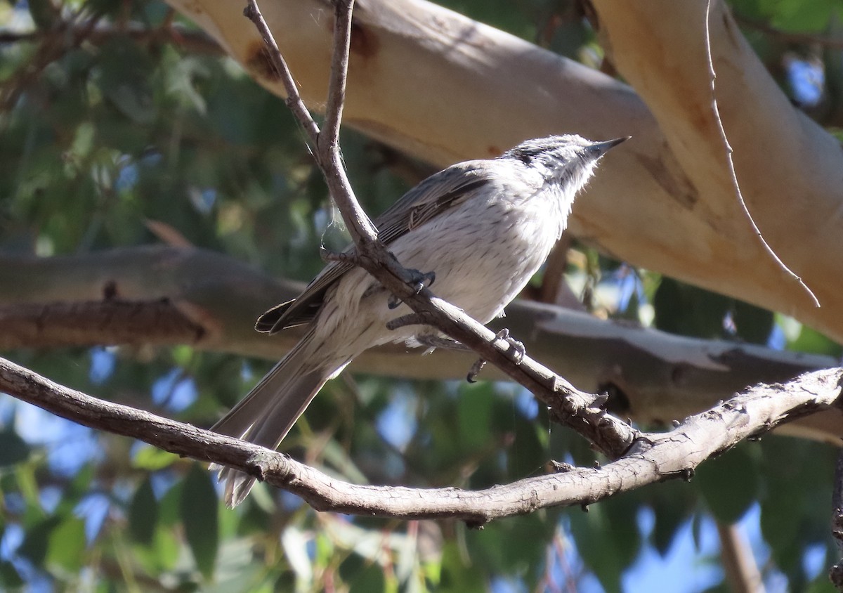 eBird Checklist - 5 Apr 2025 - Higgins - 8 species