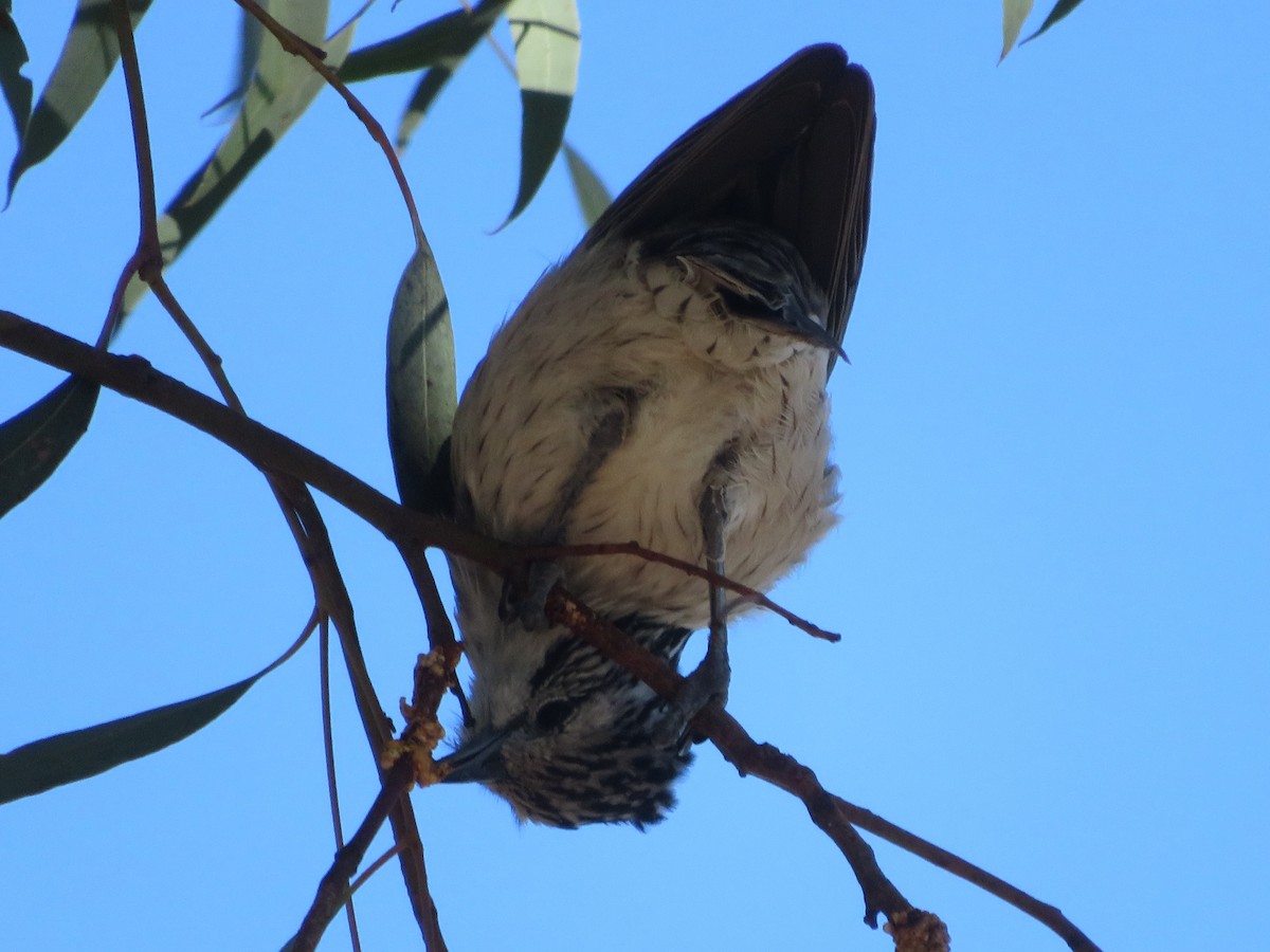 eBird Checklist - 5 Apr 2025 - Higgins - 12 species