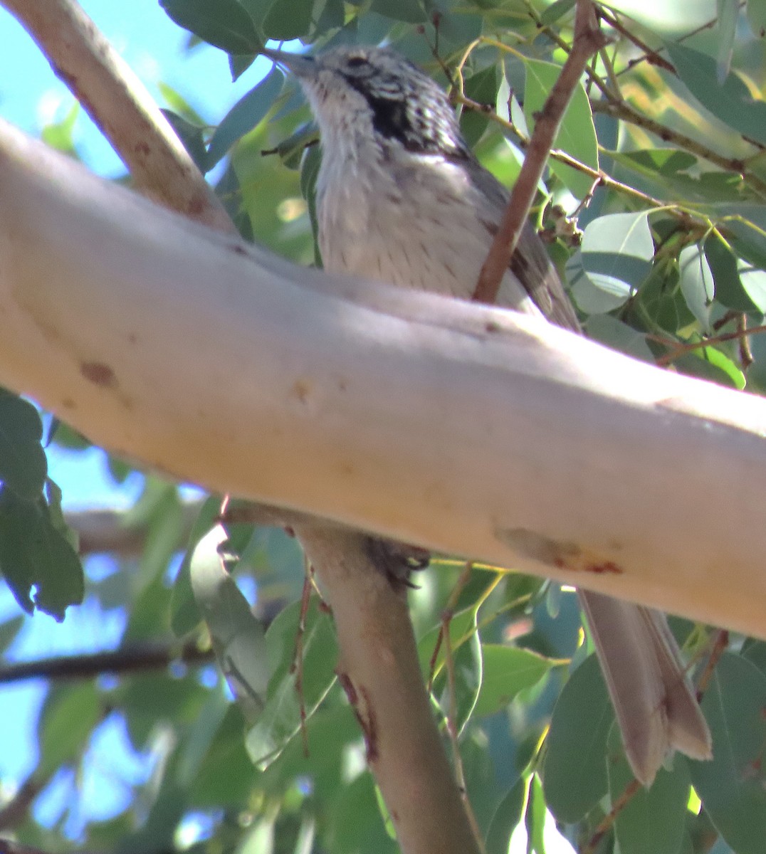 eBird Checklist - 5 Apr 2025 - Higgins - 10 species